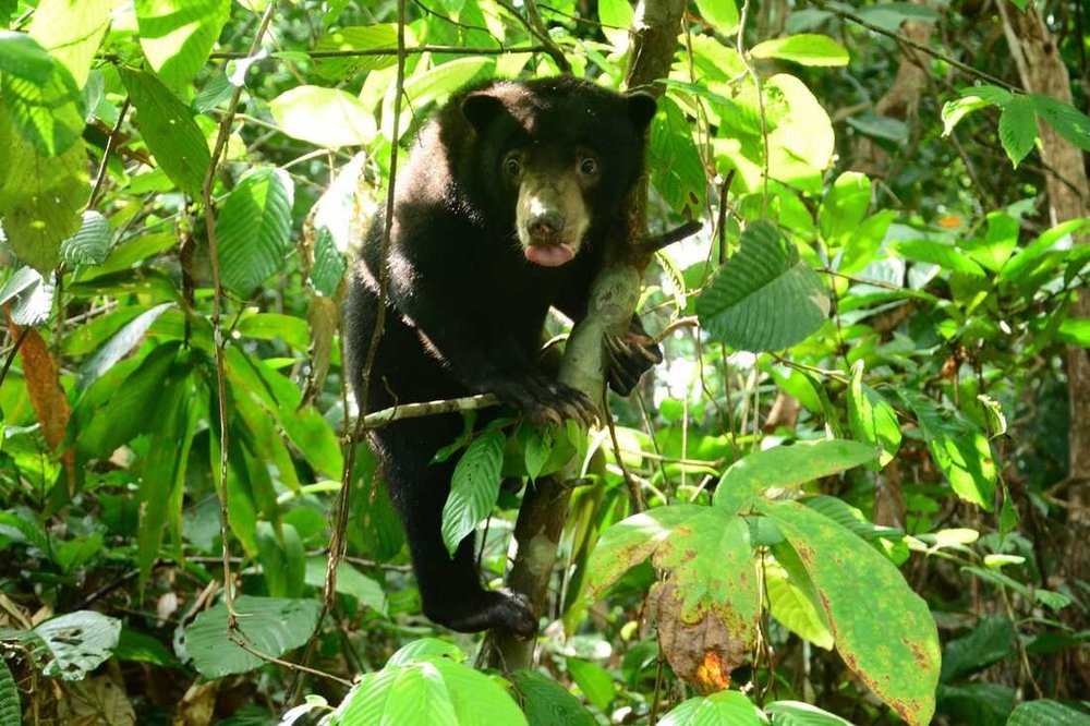 Meet Our Bears — Bornean Sun Bear Conservation Centre