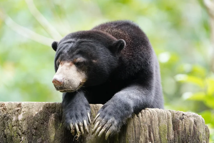 Bornean Sun Bear Conservation Centre