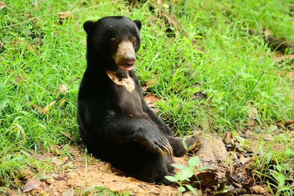 Kala — Bornean Sun Bear Conservation Centre