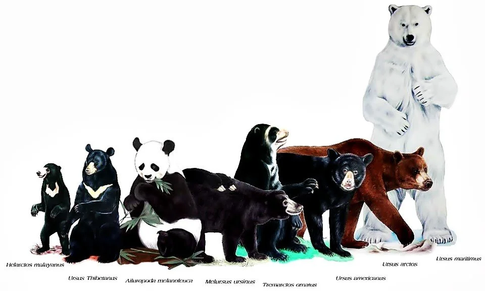 Sun Bear Facts — Bornean Sun Bear Conservation Centre