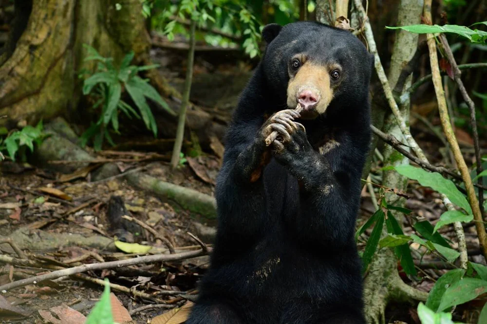 Meet Our Bears — Bornean Sun Bear Conservation Centre