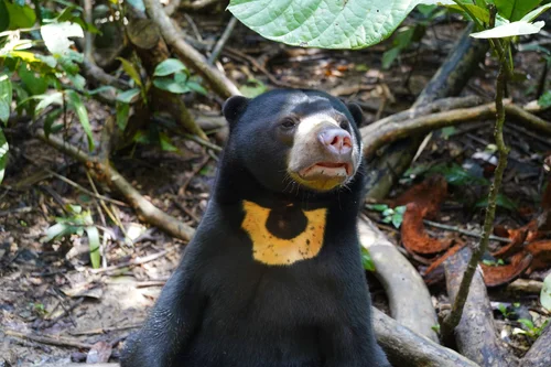 Sun Bear Facts — Bornean Sun Bear Conservation Centre