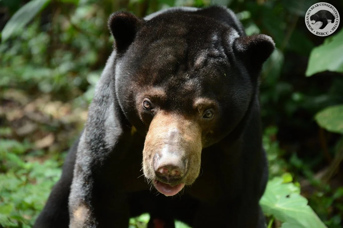 Meet Our Bears — Bornean Sun Bear Conservation Centre