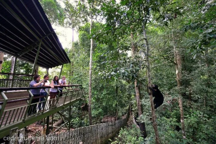 Overview — Bornean Sun Bear Conservation Centre