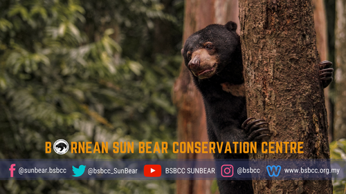 Bornean Sun Bear Conservation Centre