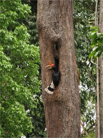 Sun Bear Facts — Bornean Sun Bear Conservation Centre