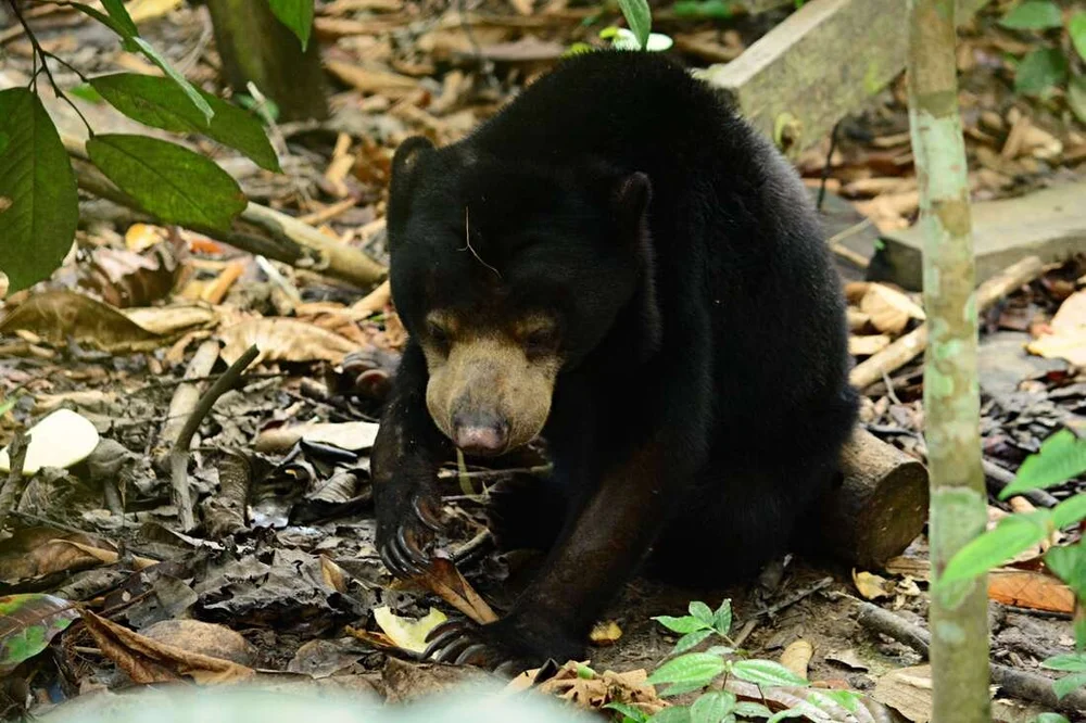 Meet Our Bears — Bornean Sun Bear Conservation Centre