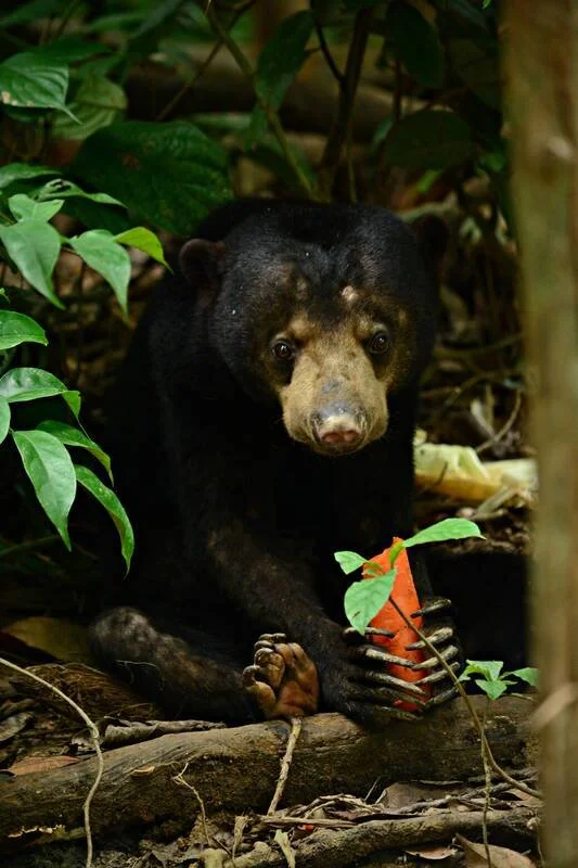 Loki — Bornean Sun Bear Conservation Centre