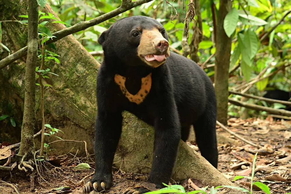 Share Bear Adoption — Bornean Sun Bear Conservation Centre