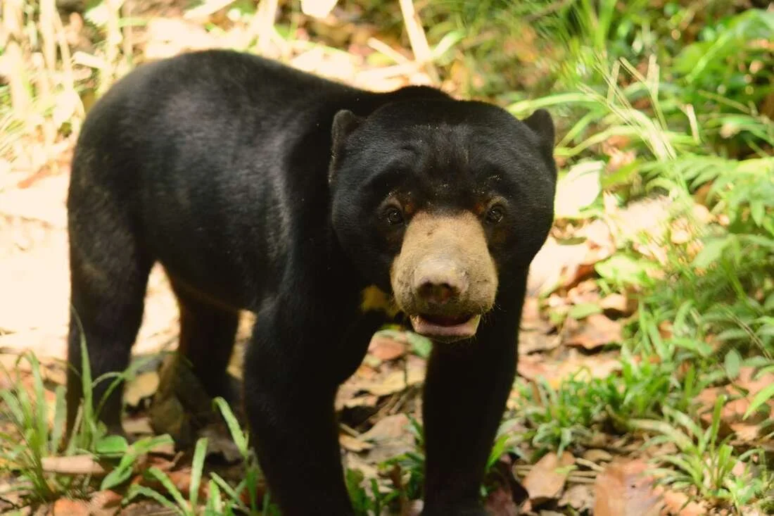 Meet Our Bears — Bornean Sun Bear Conservation Centre