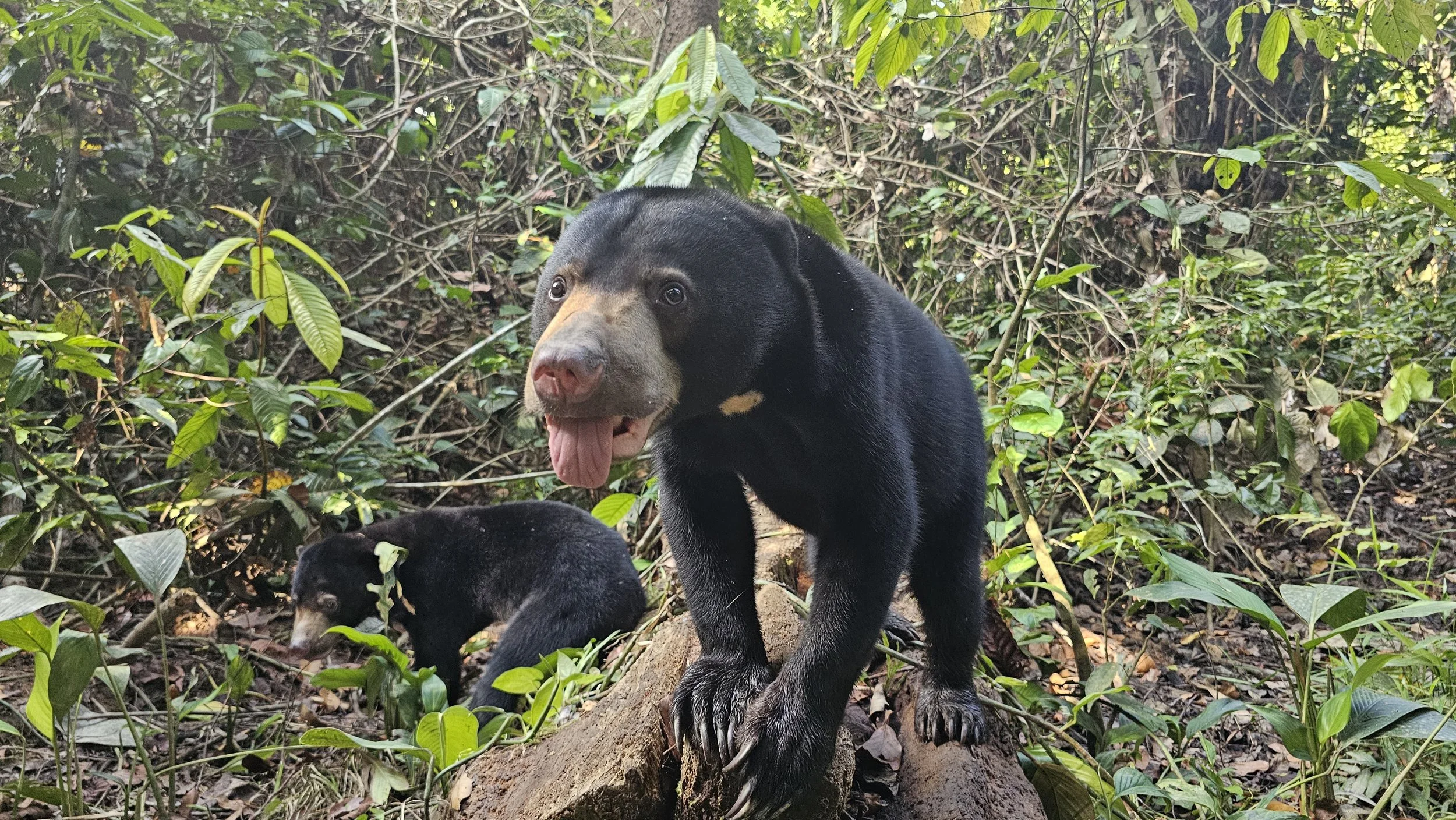 BSBCC IN THE NEWS — Bornean Sun Bear Conservation Centre