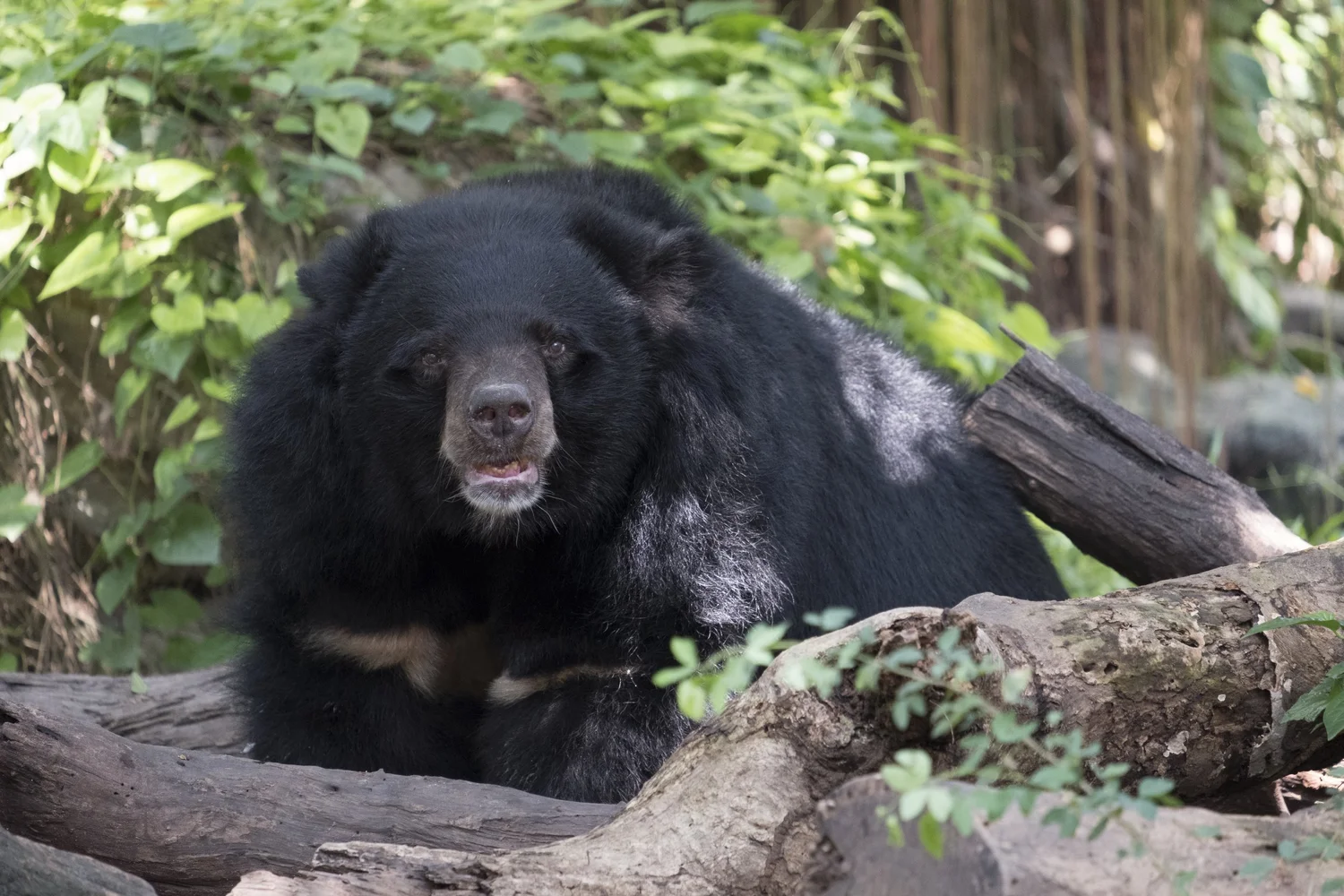 Asian Black Bear — Bornean Sun Bear Conservation Centre