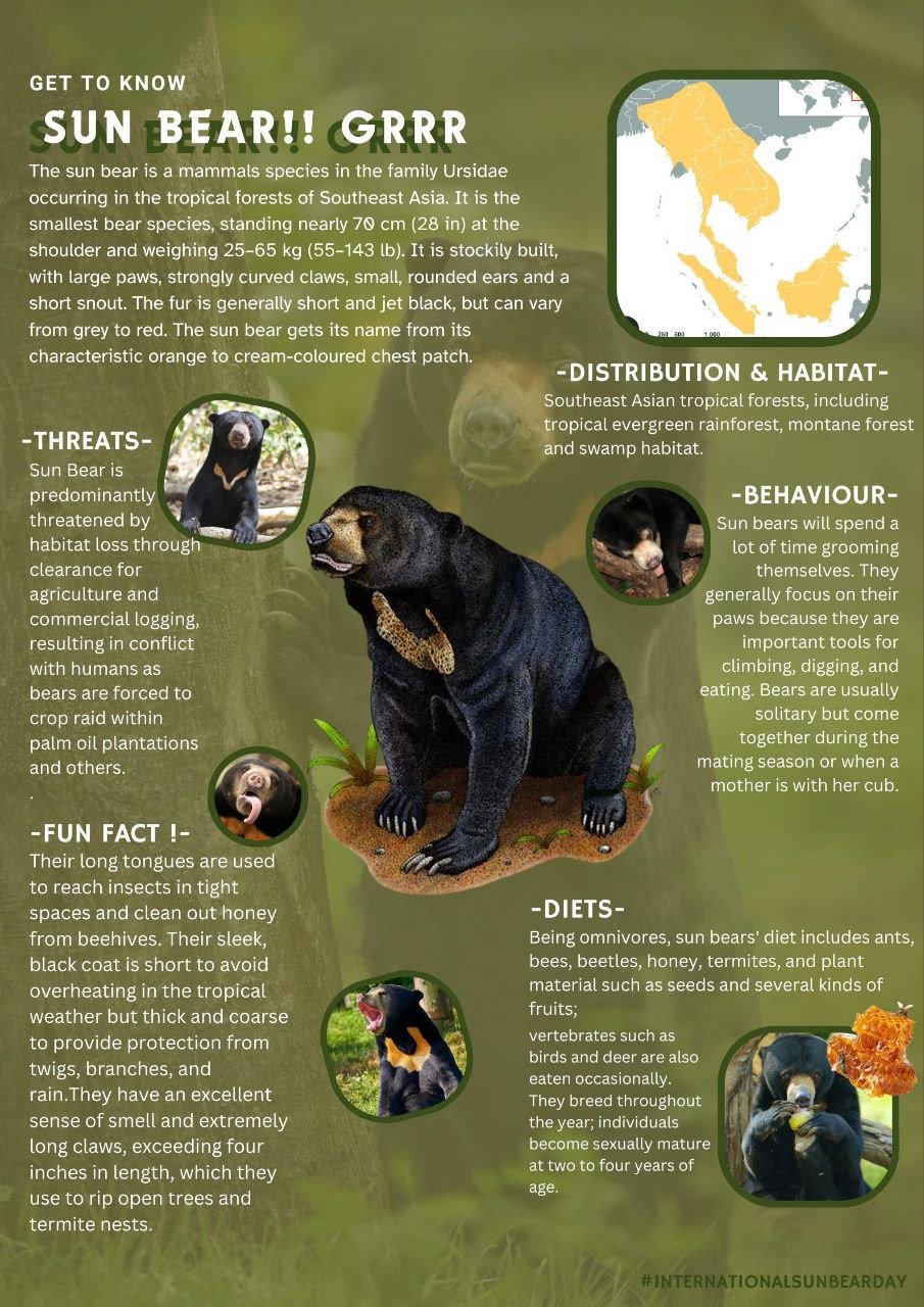 Infographic Poster Contest (International Sun Bear Day 2024) — Bornean ...