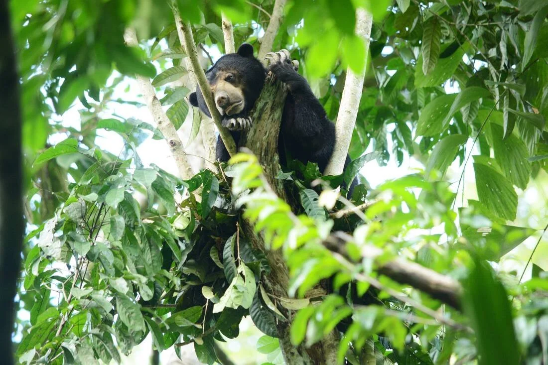 Our Work — Bornean Sun Bear Conservation Centre
