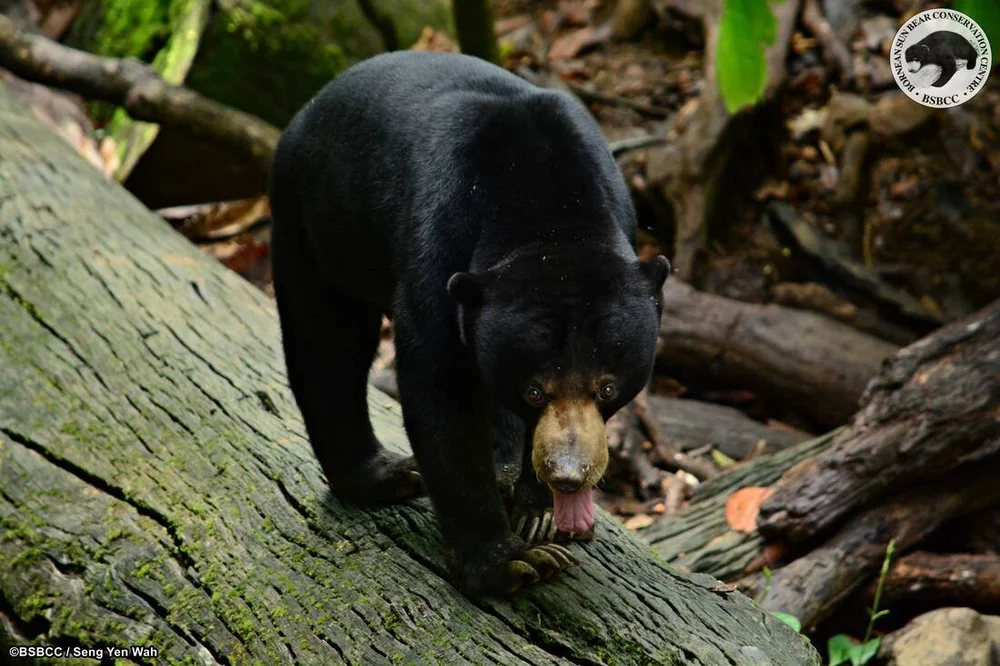 To Know More About the Least Known Bear Species – the Sun Bear ...