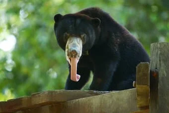 Sun Bear Facts — Bornean Sun Bear Conservation Centre