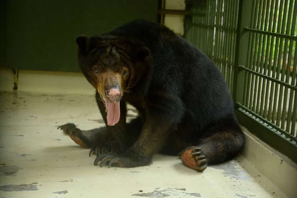 Meet Our Bears — Bornean Sun Bear Conservation Centre
