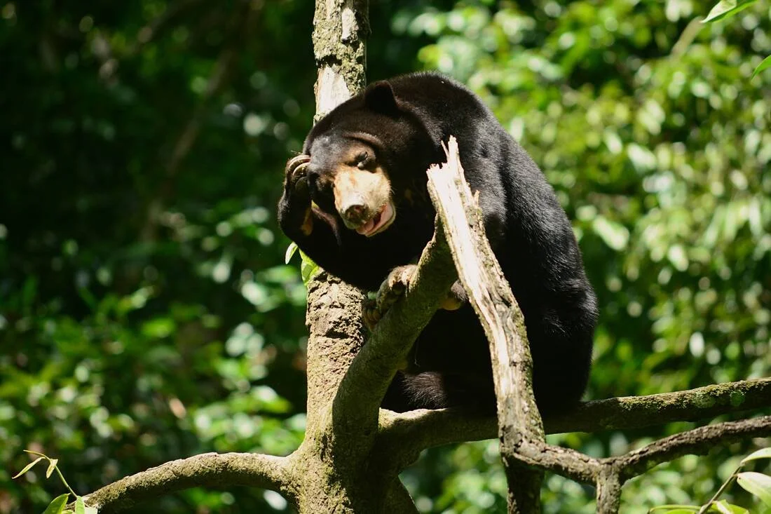 Meet Our Bears — Bornean Sun Bear Conservation Centre