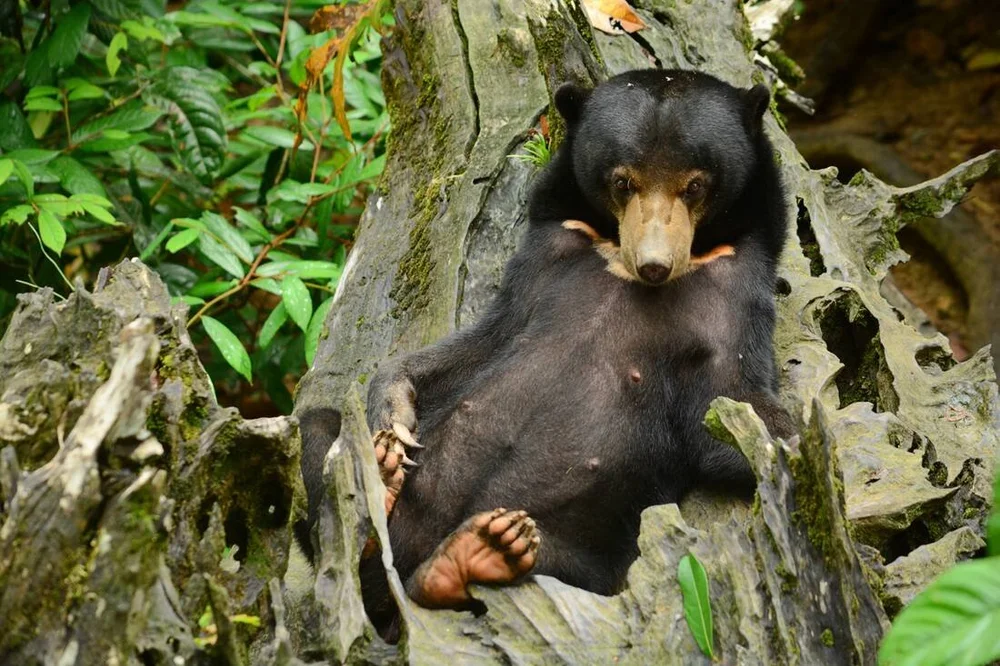 Meet Our Bears — Bornean Sun Bear Conservation Centre