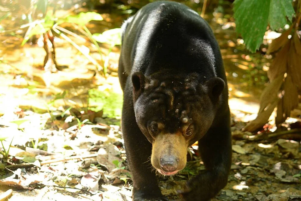 Meet Our Bears — Bornean Sun Bear Conservation Centre