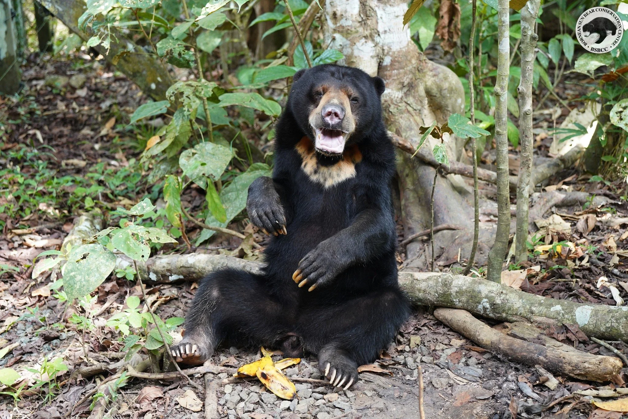 May 2024 — Bornean Sun Bear Conservation Centre