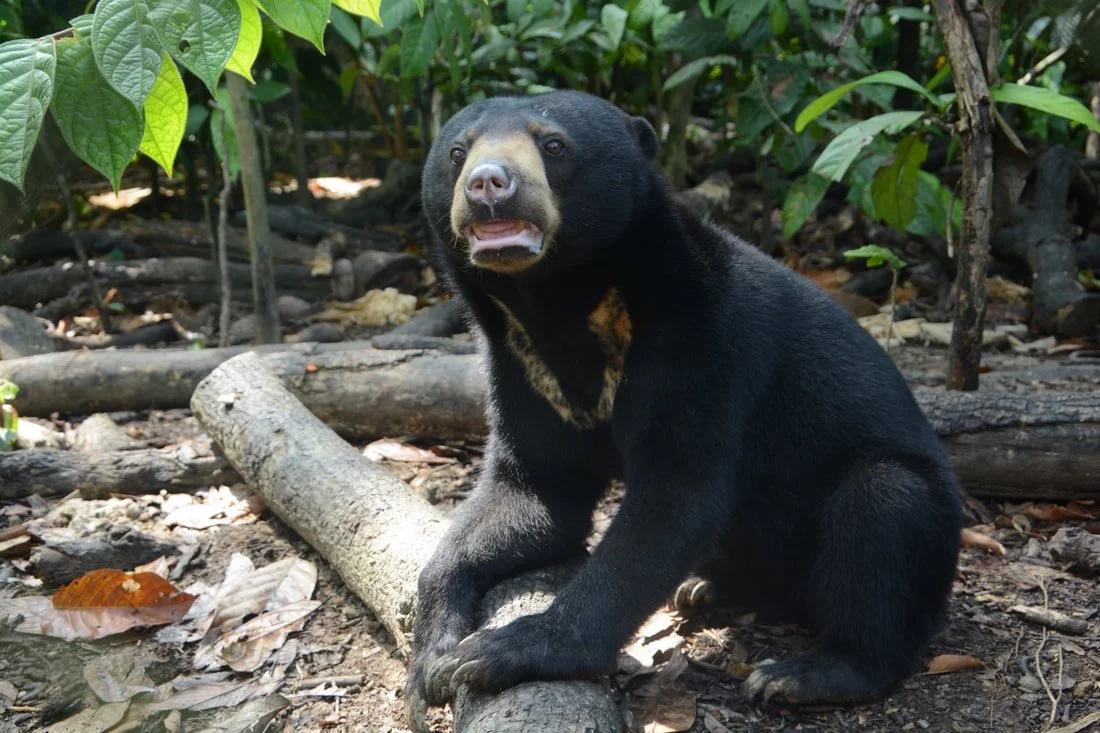 Meet Our Bears — Bornean Sun Bear Conservation Centre