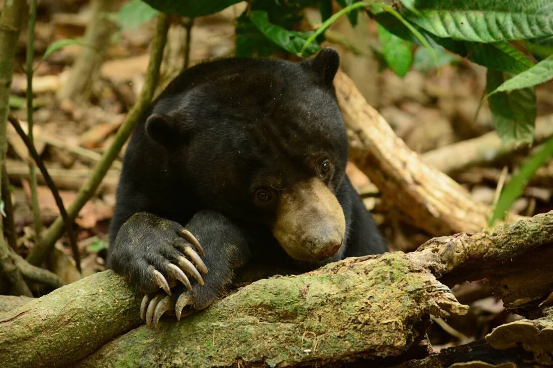Nano — Bornean Sun Bear Conservation Centre