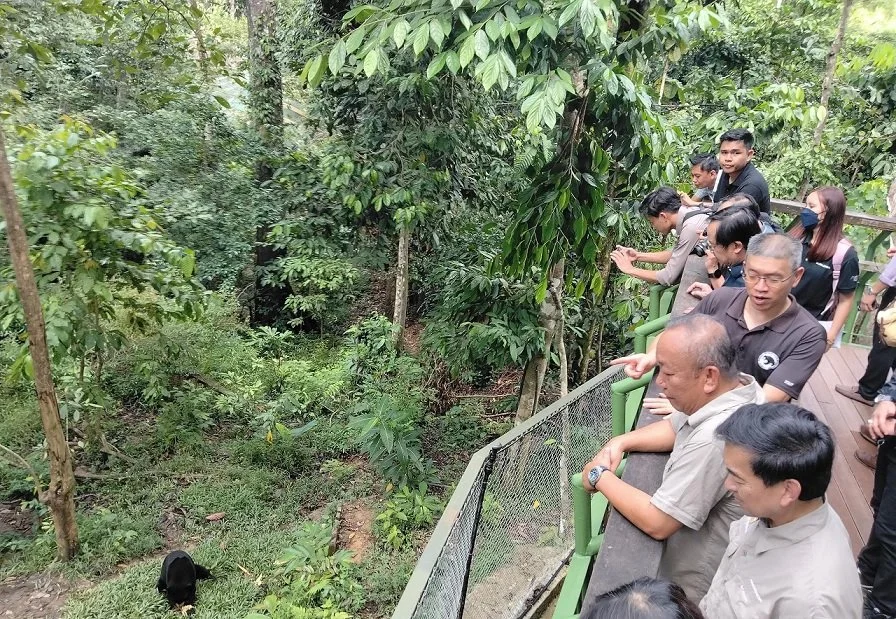New foyer attraction at Sun Bear Centre — Bornean Sun Bear Conservation ...
