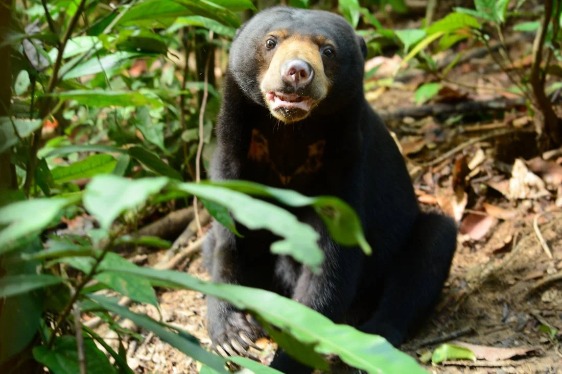 Meet Our Bears — Bornean Sun Bear Conservation Centre