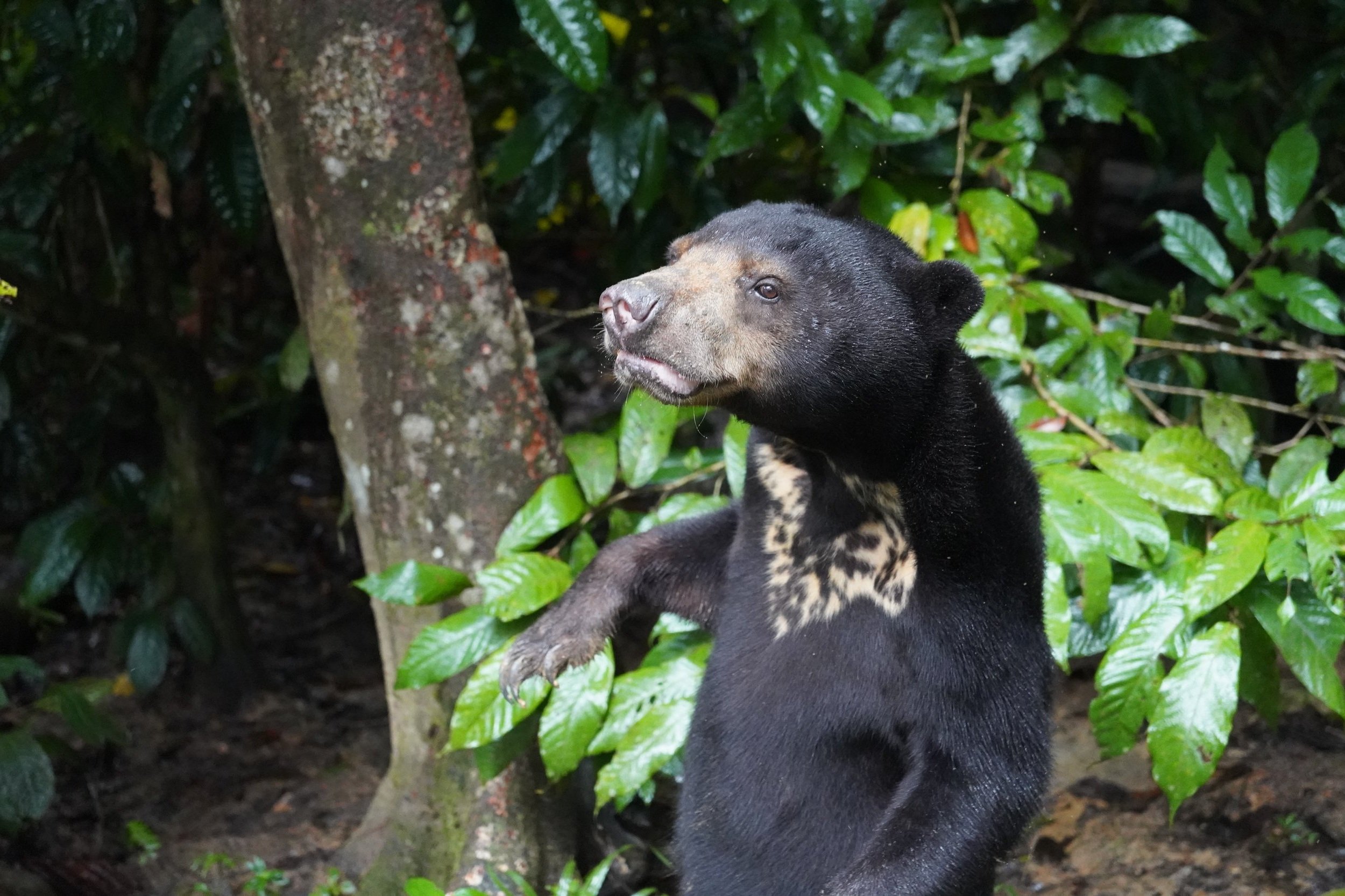 Share Bear Adoption — Bornean Sun Bear Conservation Centre