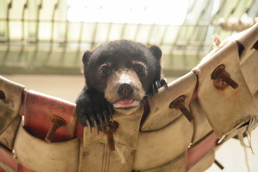 Our Work — Bornean Sun Bear Conservation Centre