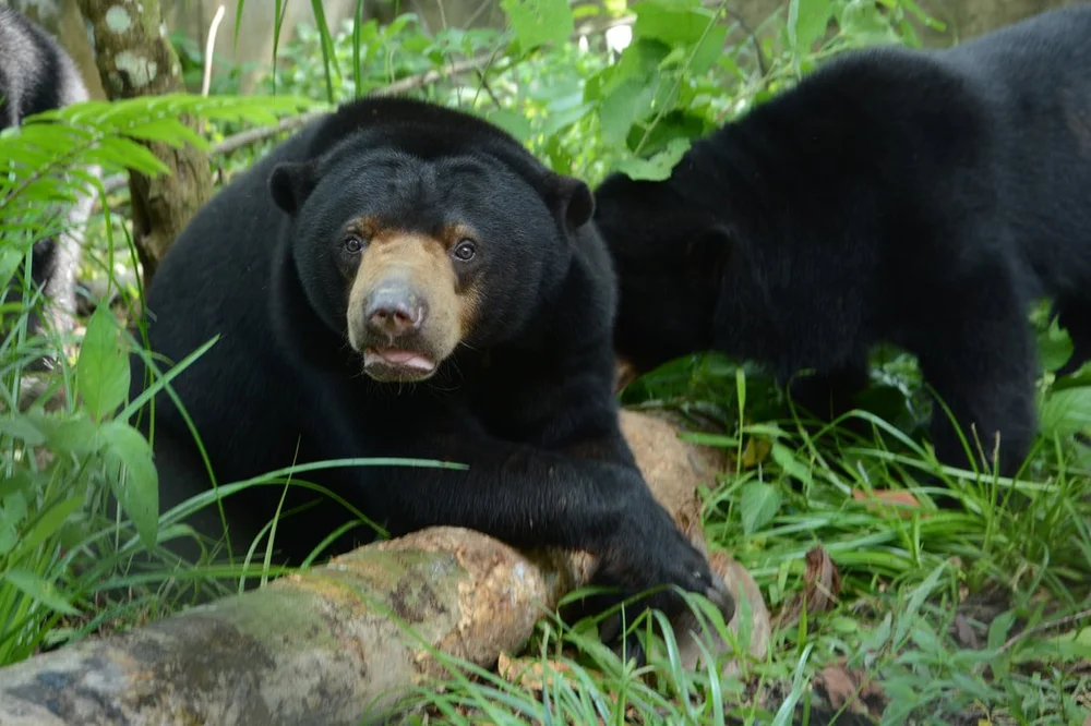 My Bear Adoption — Bornean Sun Bear Conservation Centre