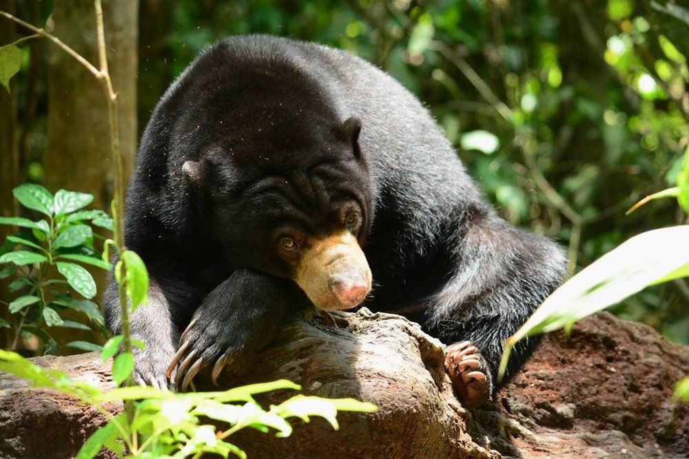 Meet Our Bears — Bornean Sun Bear Conservation Centre