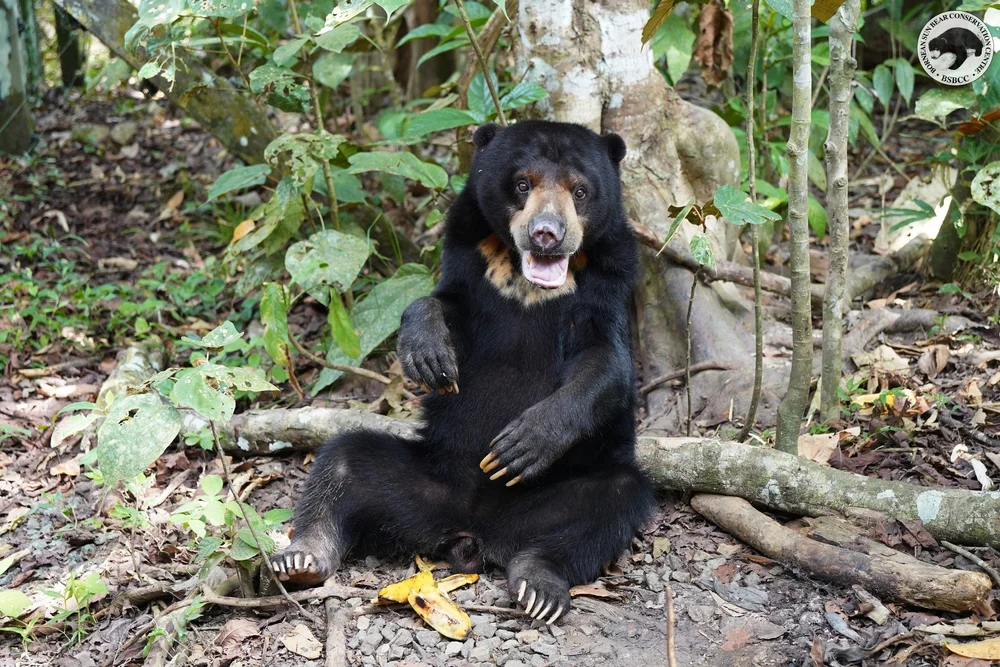 May 2024 — Bornean Sun Bear Conservation Centre