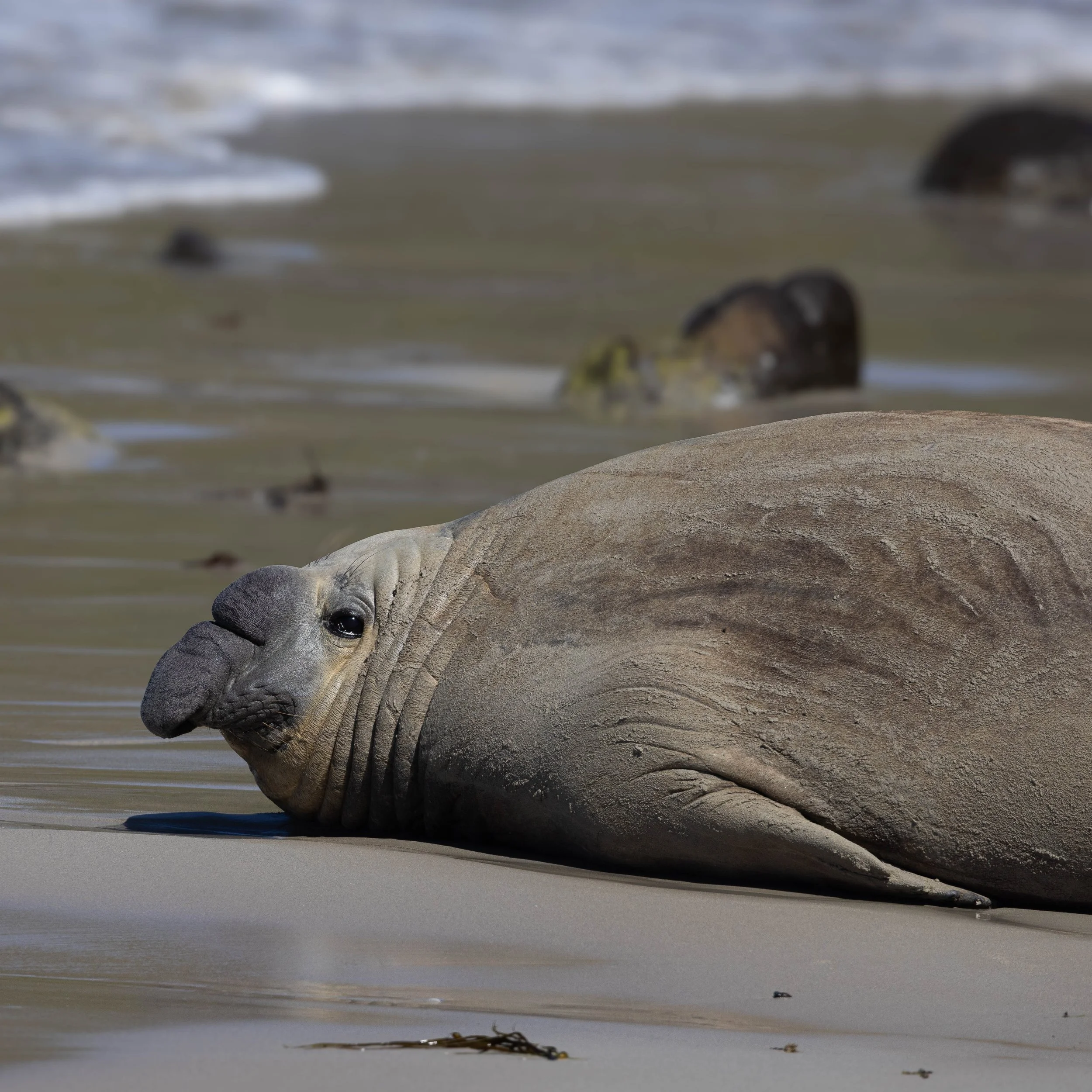 About — Point Danger Gannets