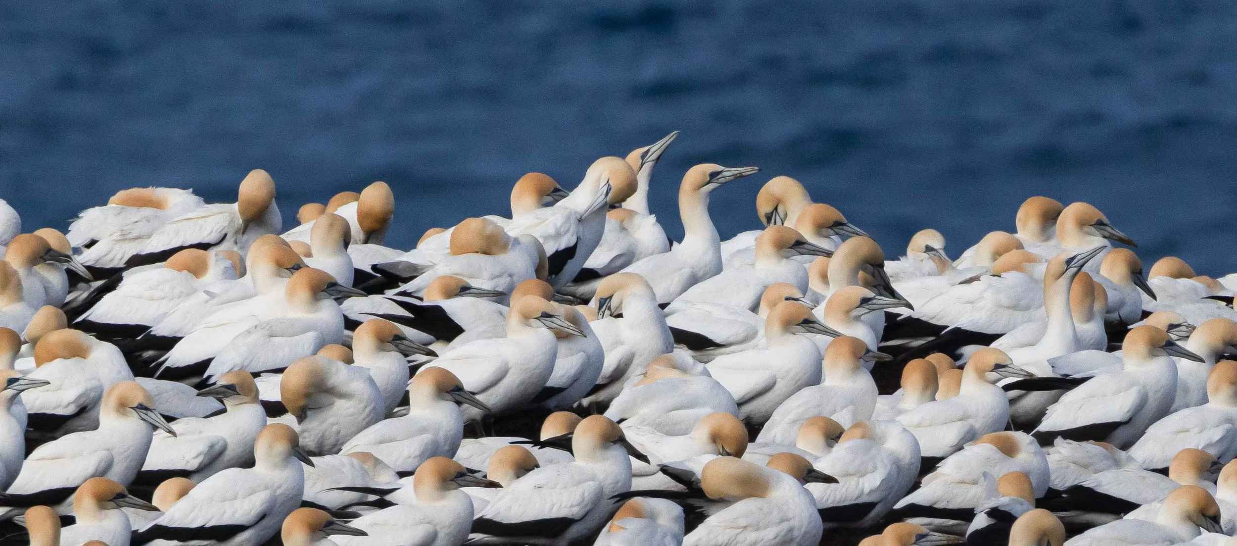 About — Point Danger Gannets