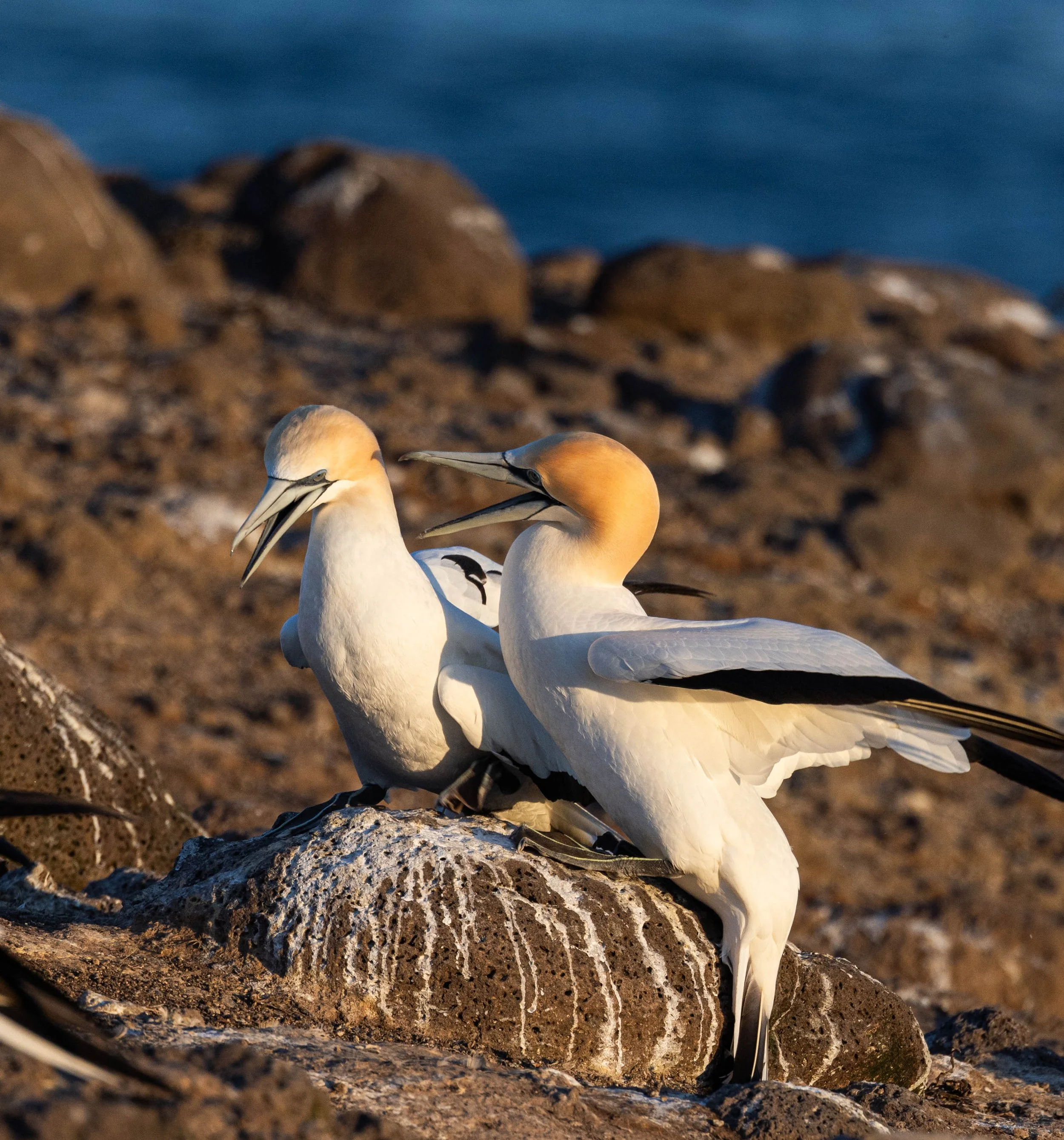 Point Danger Gannets
