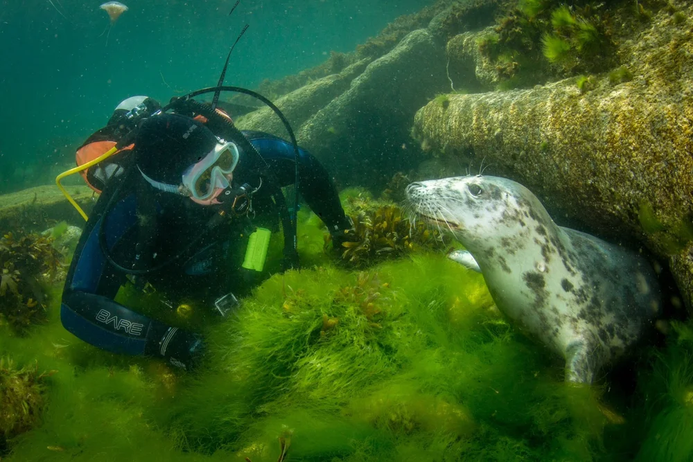 Dive — Lundy Diving
