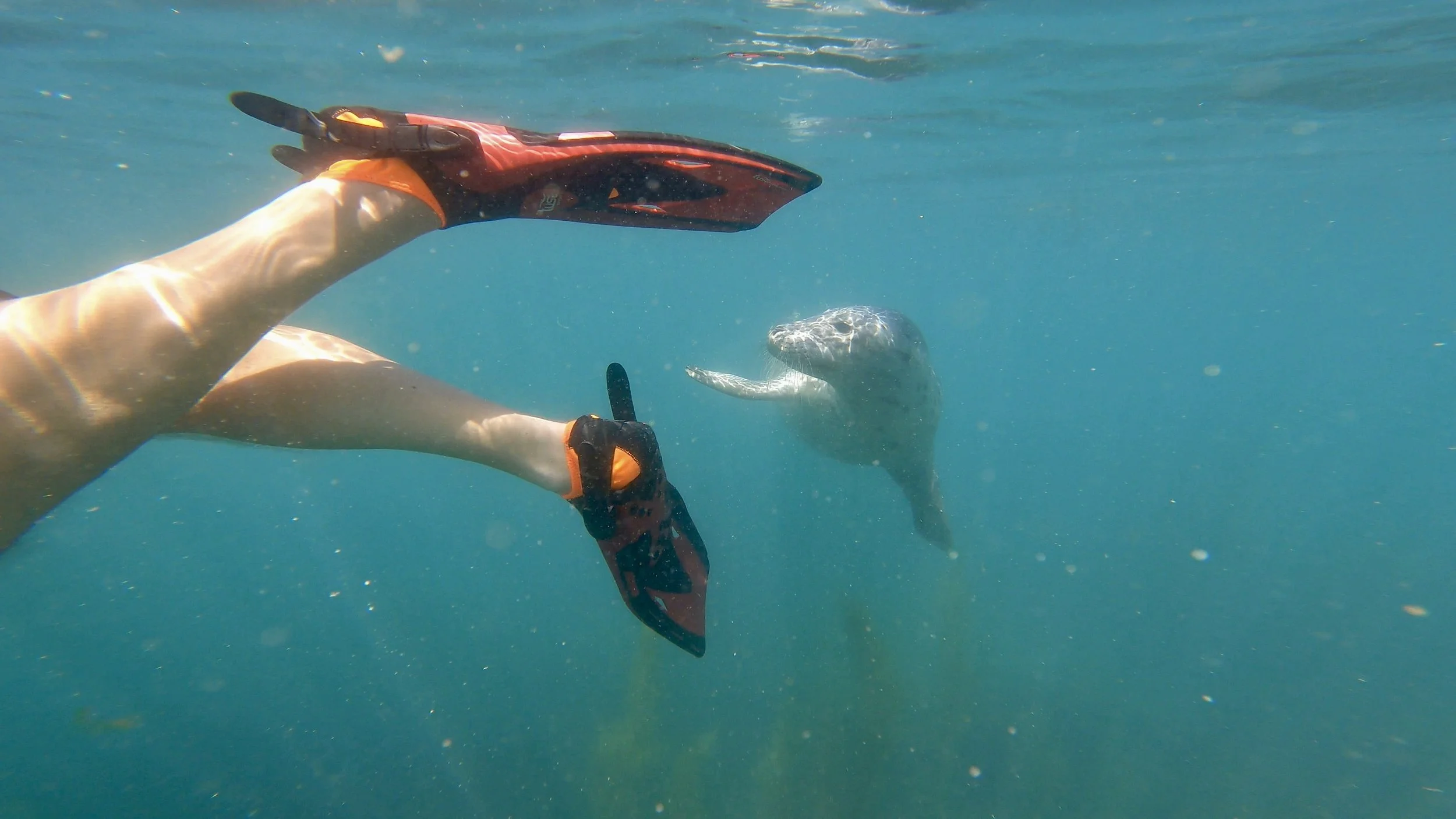 Swim — Lundy Diving