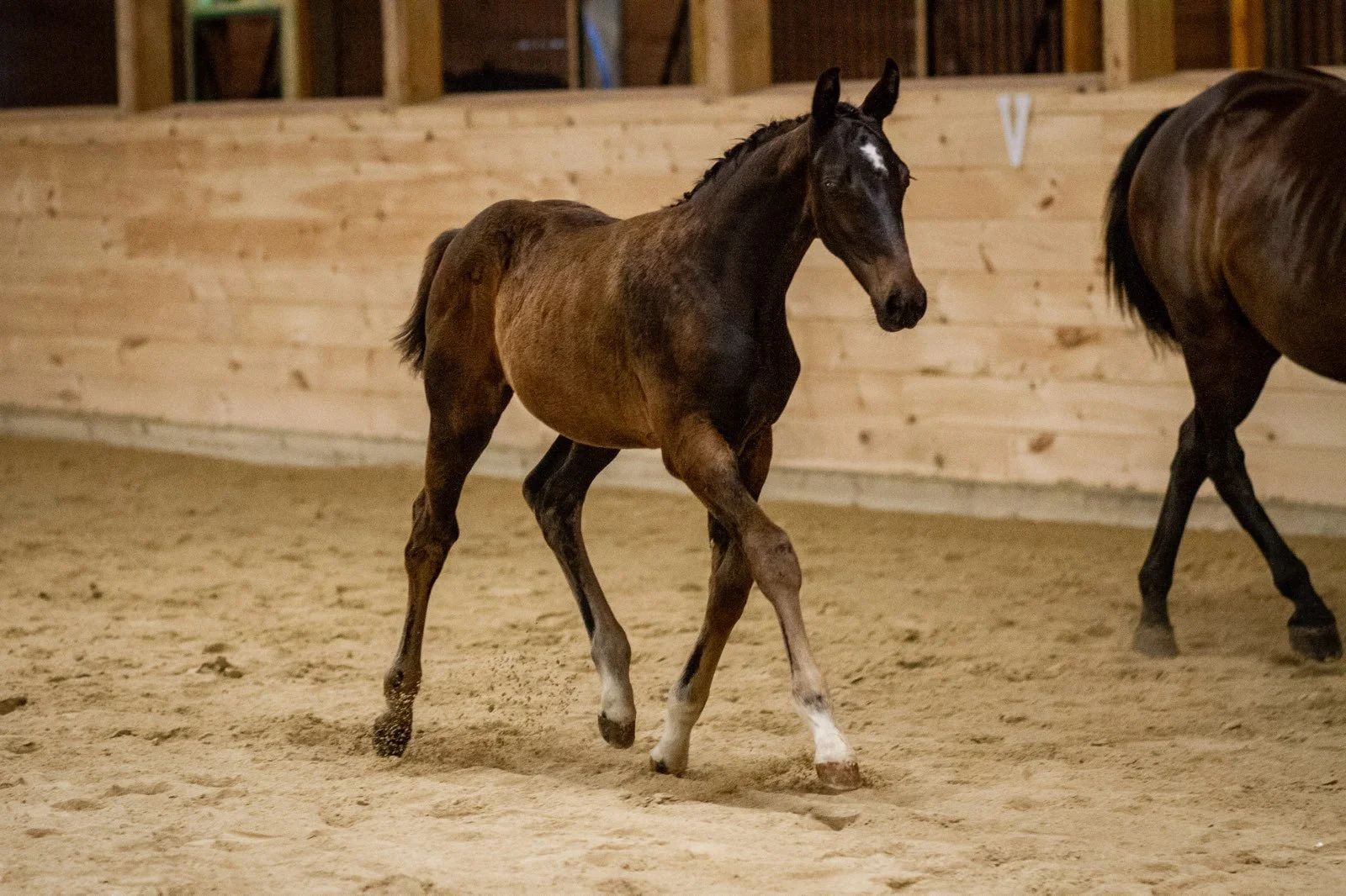 Moonlight Equestrian Center