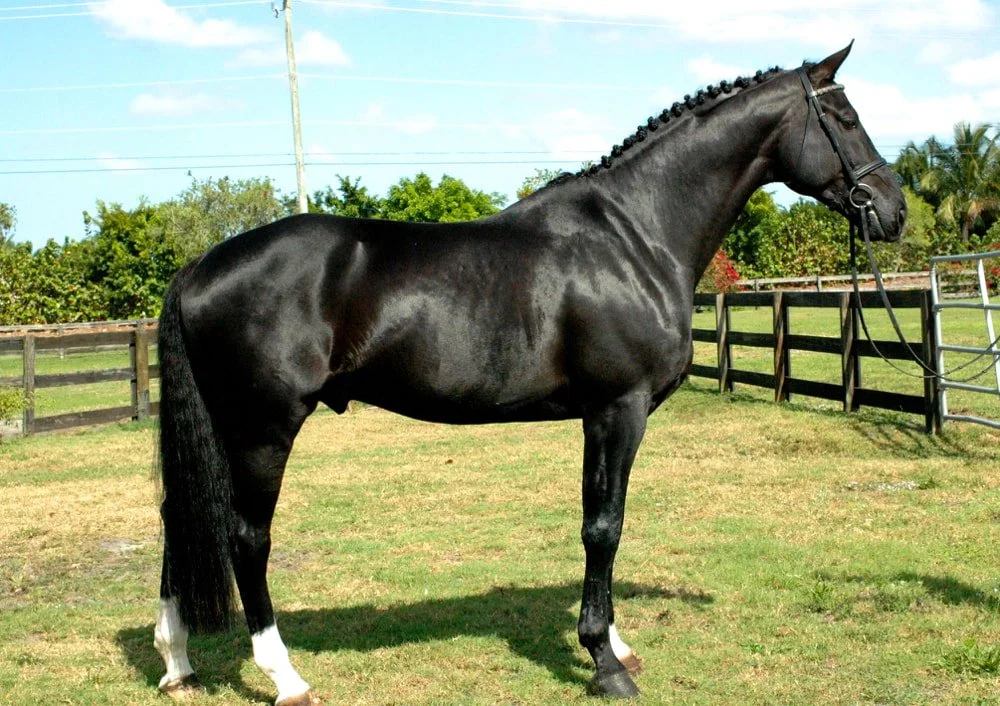 Moonlight Equestrian Center
