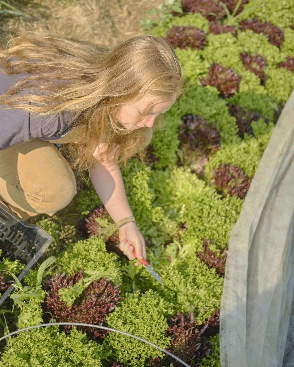 A Farm For You — Project GROWS