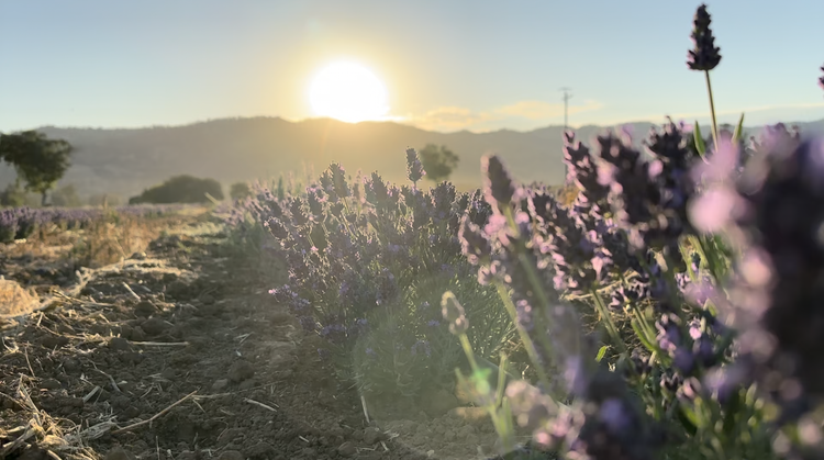 About | Explore Our Heritage — Purple Valley Lavender Farm
