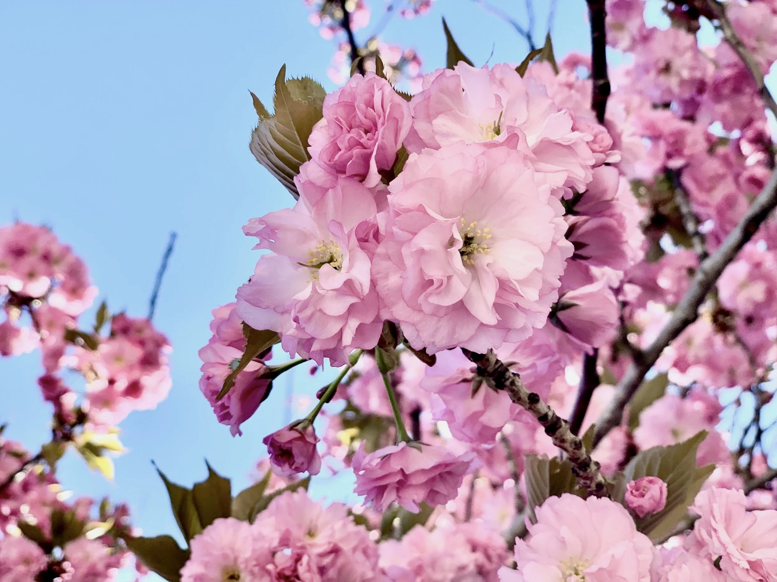 FAQs — Aviella Snitman, Ph.D., PMH-C, Licensed Psychologist