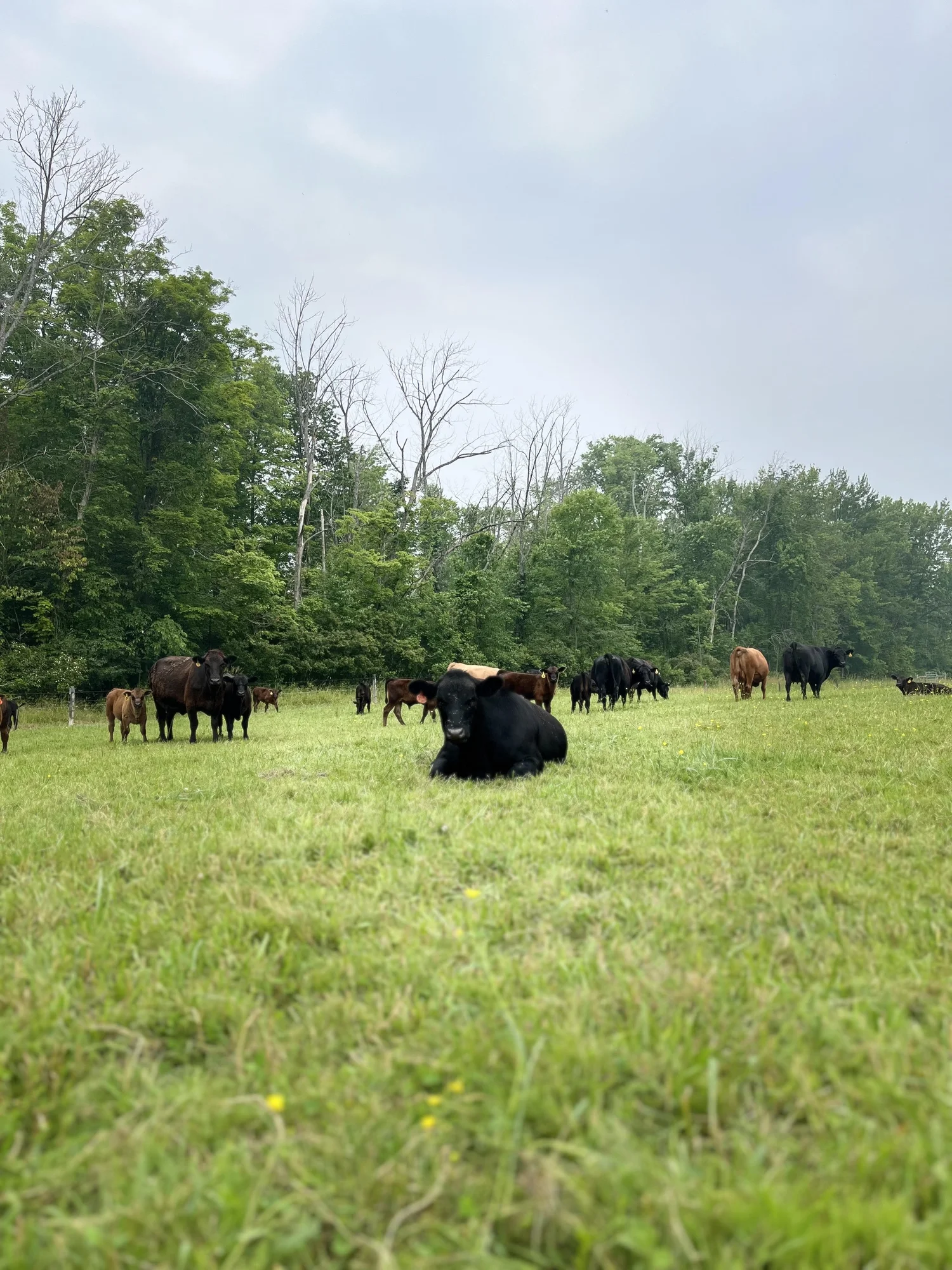 K&B Farms | All-Natural Angus Beef Farm in Akron, NY