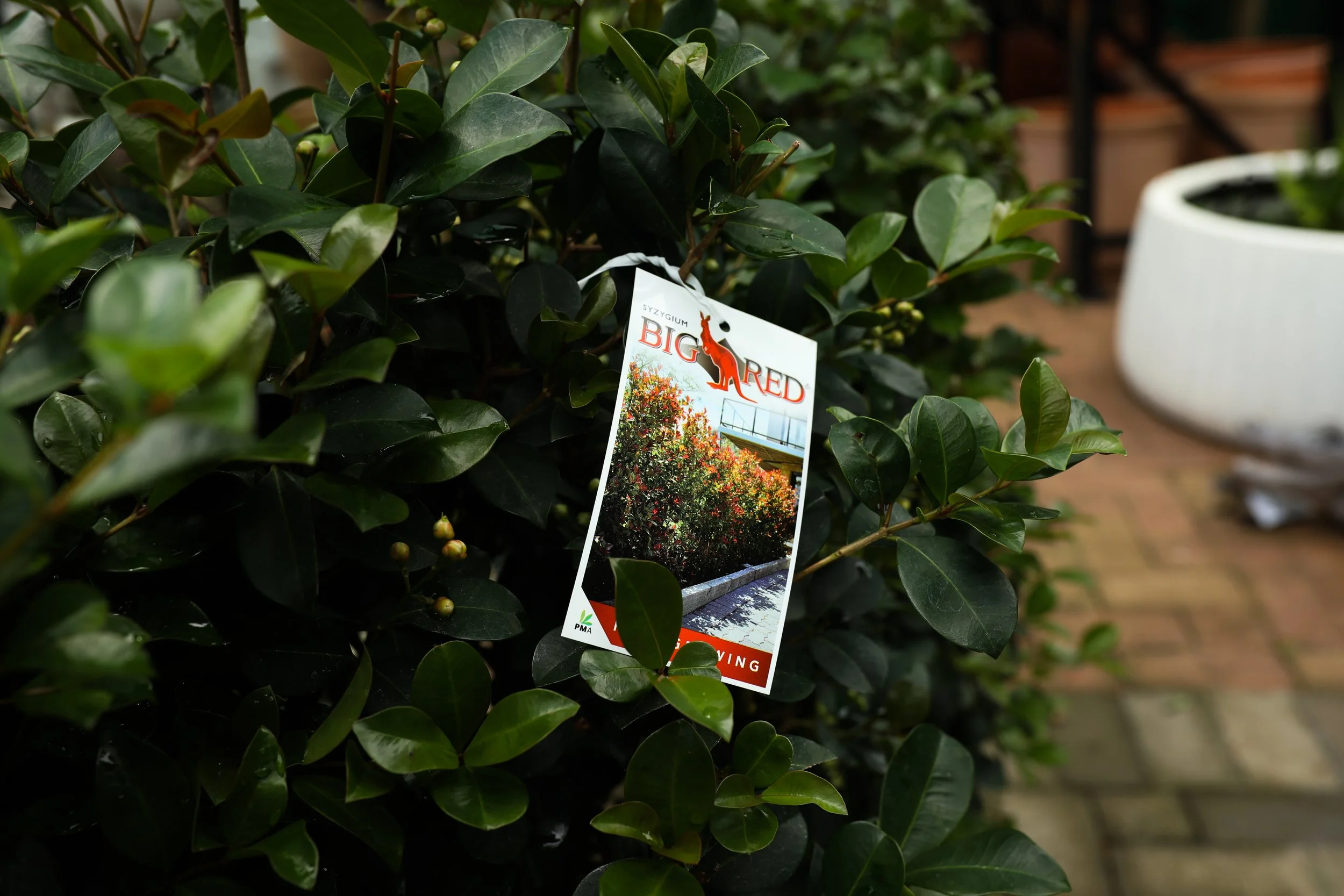 Plants — Dalby Garden Centre