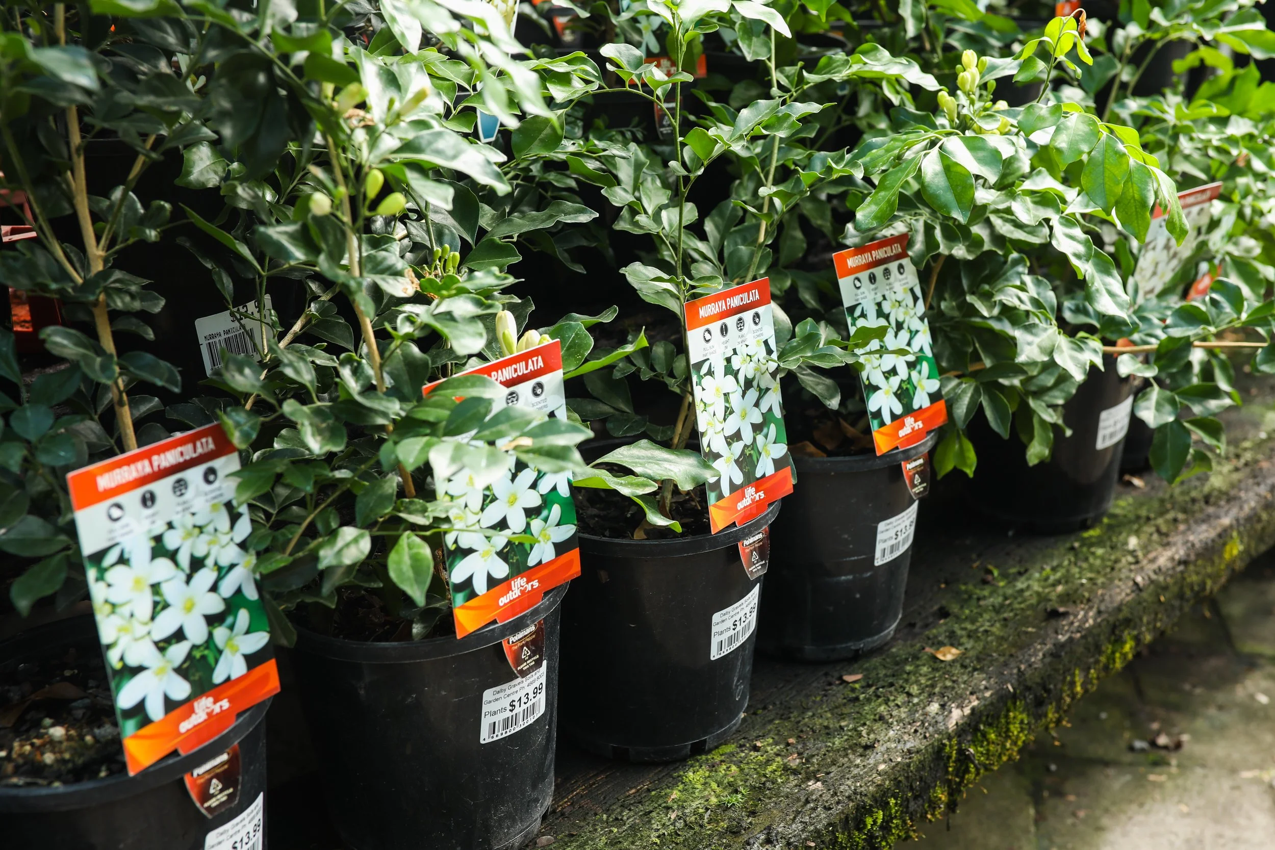 Hedging and Screening — Dalby Garden Centre