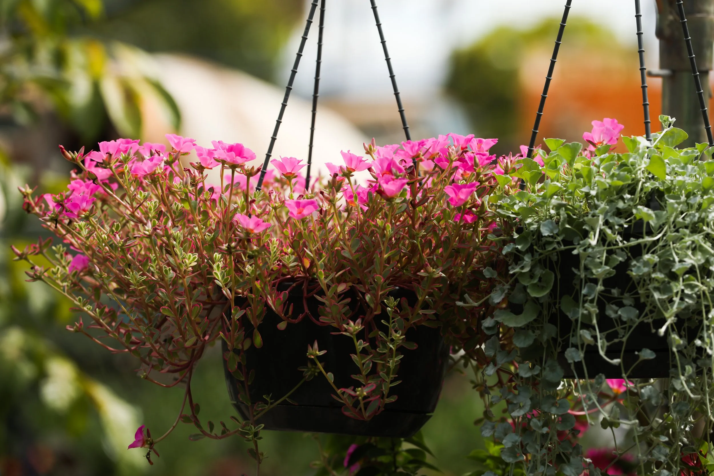 Potted Colour — Dalby Garden Centre