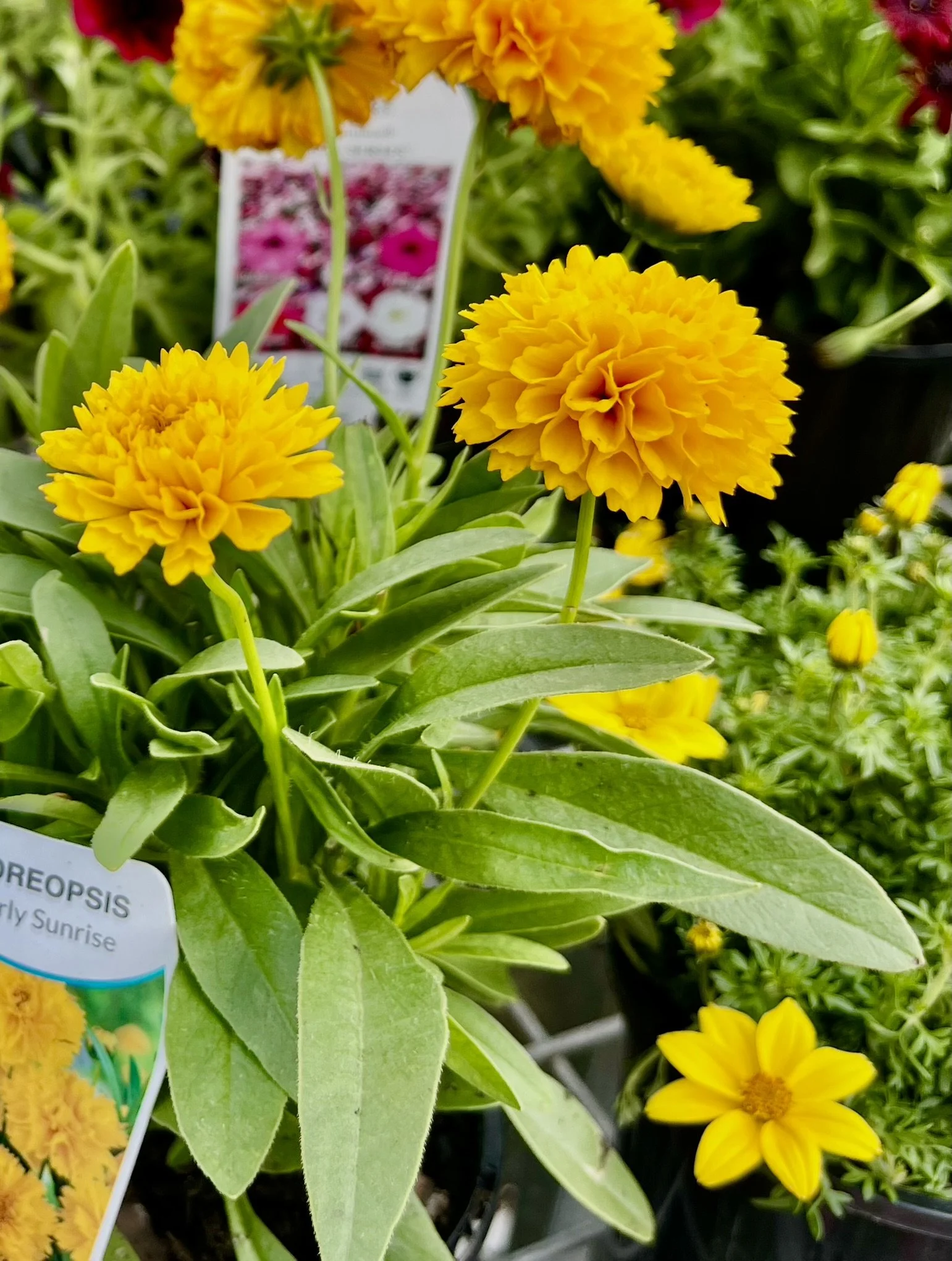 Potted Colour — Dalby Garden Centre