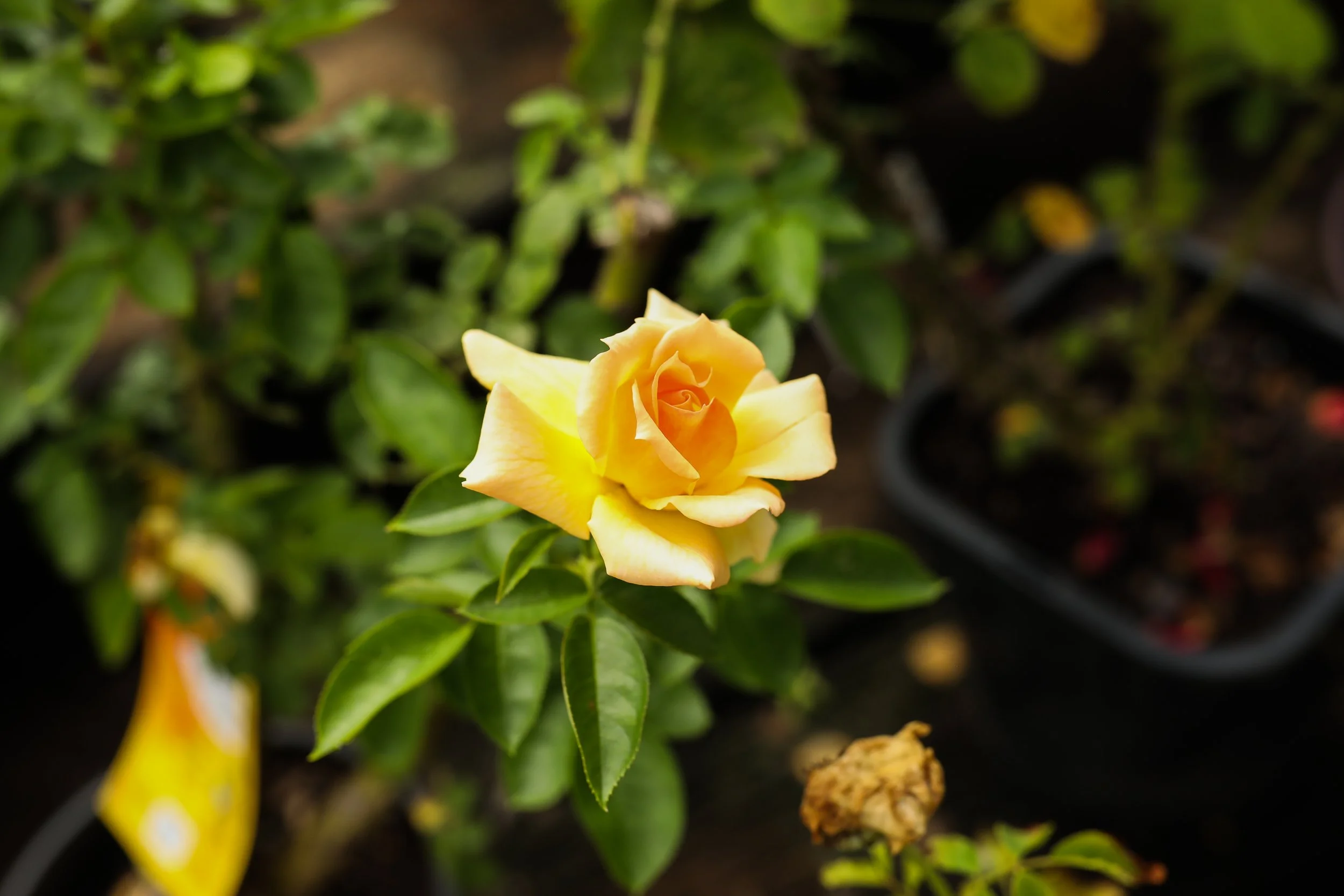 Roses — Dalby Garden Centre